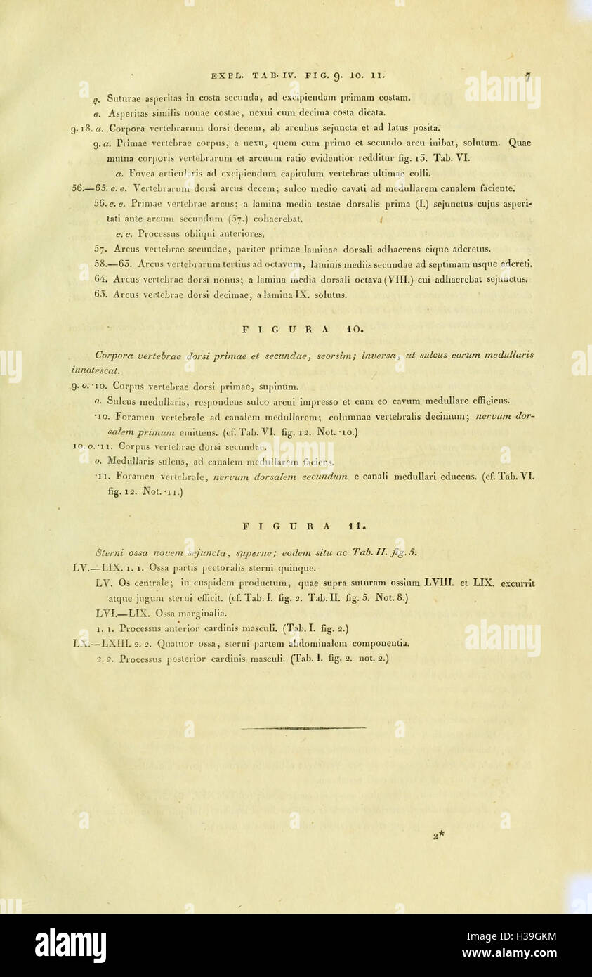 Anatome testudinis Europaeae (Page 7) BHL32 Stock Photo - Alamy
