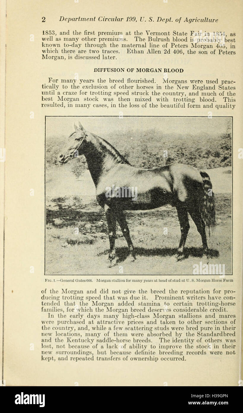 Breeding Morgan horses at the U.S. Morgan Horse Farm (Page 2) BHL426 ...