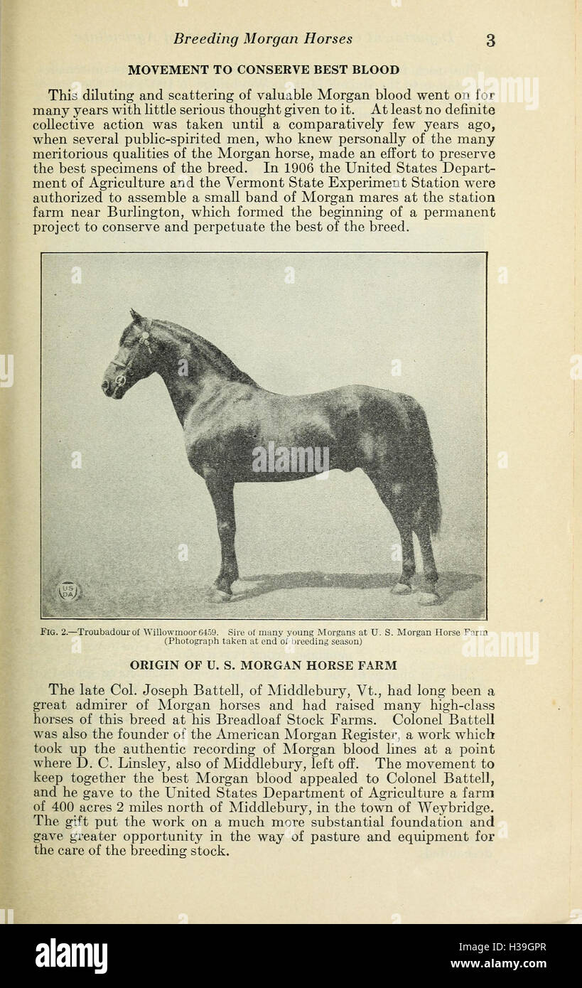 Breeding Morgan horses at the U.S. Morgan Horse Farm (Page 3) BHL426 ...