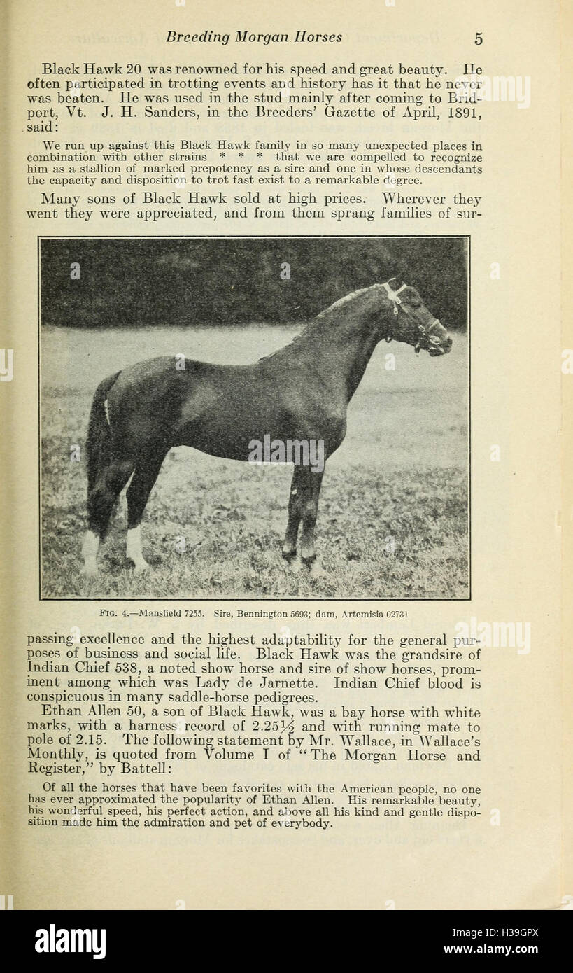 Breeding Morgan horses at the U.S. Morgan Horse Farm (Page 5) BHL426 ...