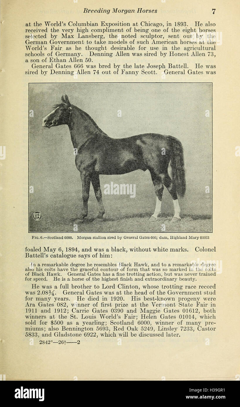 Morgan horse characteristics hi-res stock photography and images - Alamy