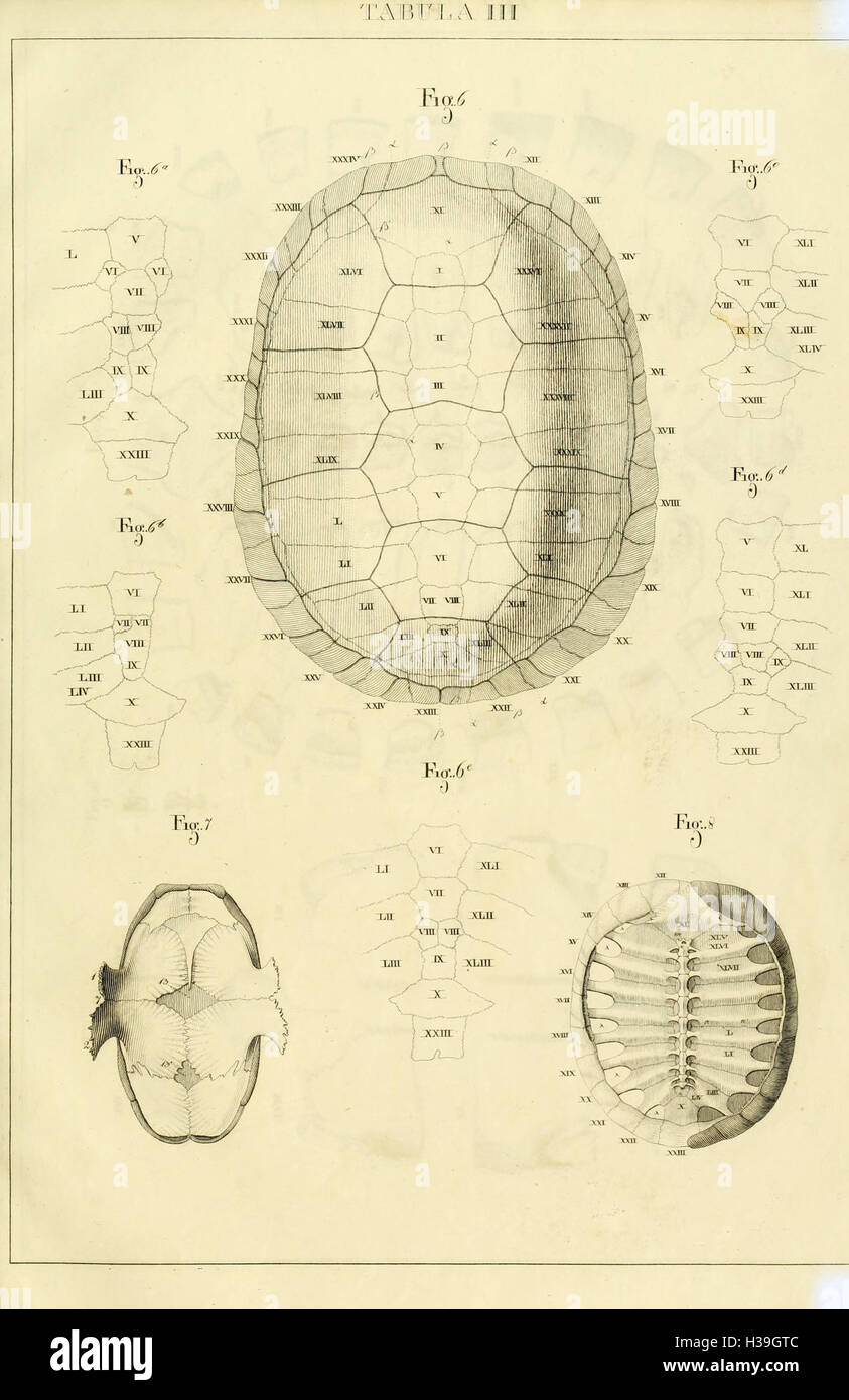 A scientific illustration of the anatomy of the European turtle ...