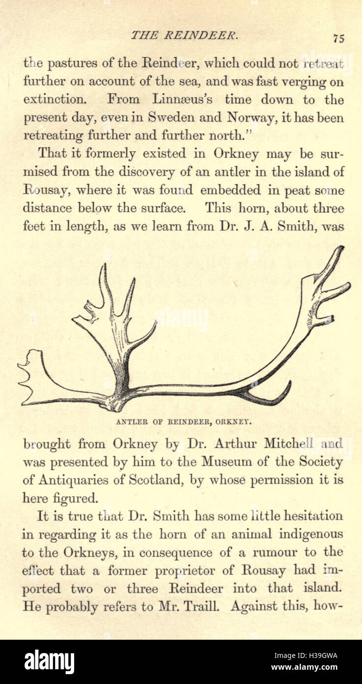 This work focuses on British animals that have gone extinct in recent ...