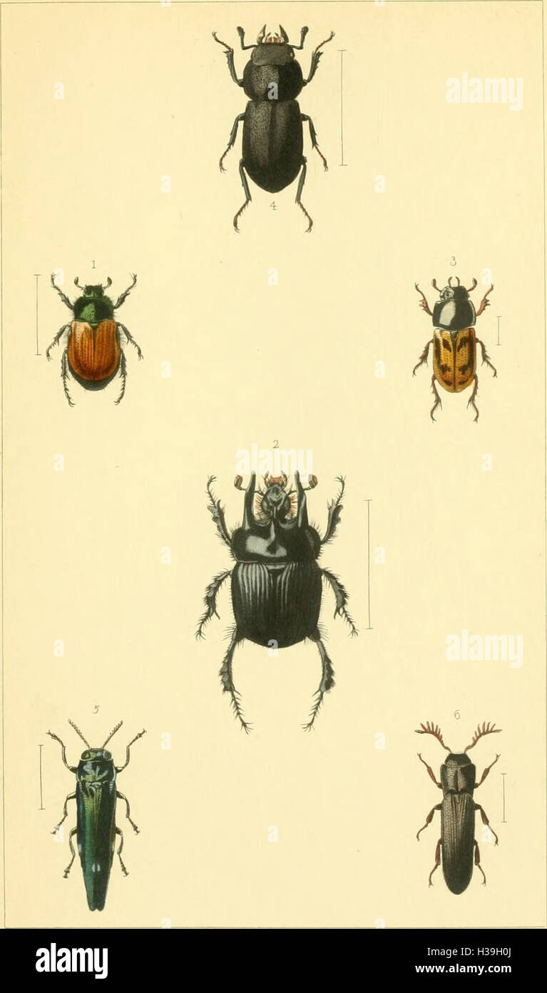 This guide offers an introduction to British beetles, detailing the ...