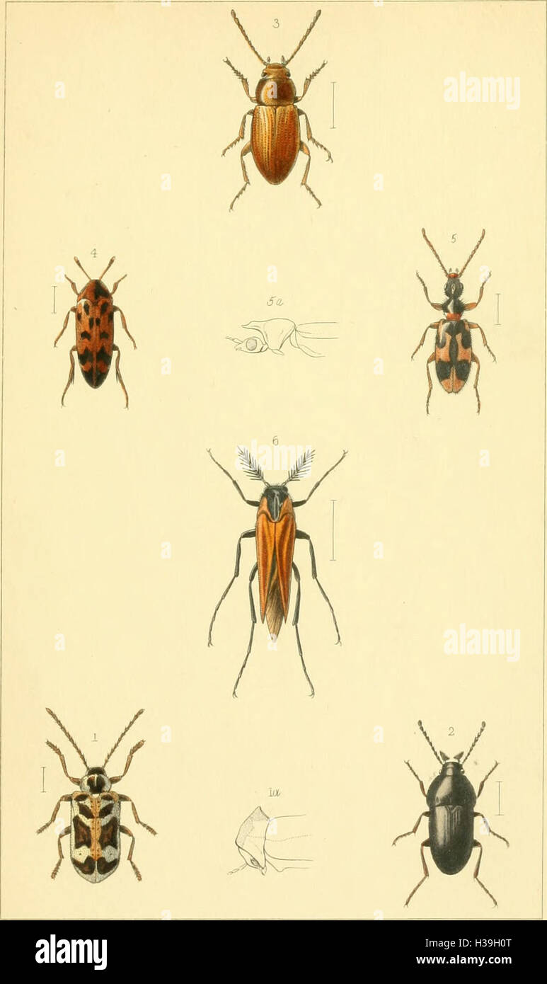 British beetles- an introduction to the study of our indigenous ...