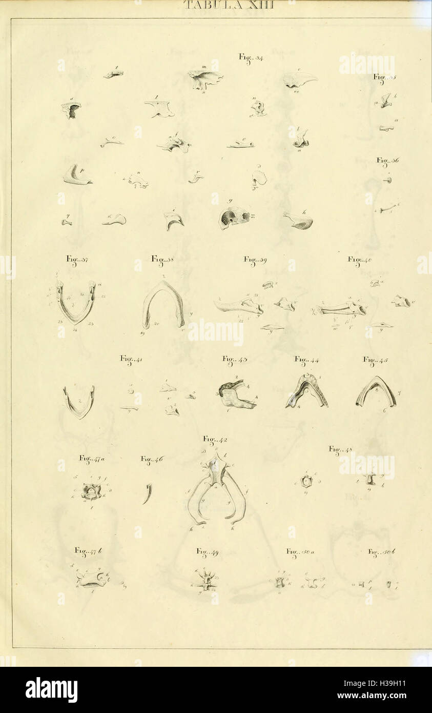 This anatomical study of the European tortoise provides detailed ...