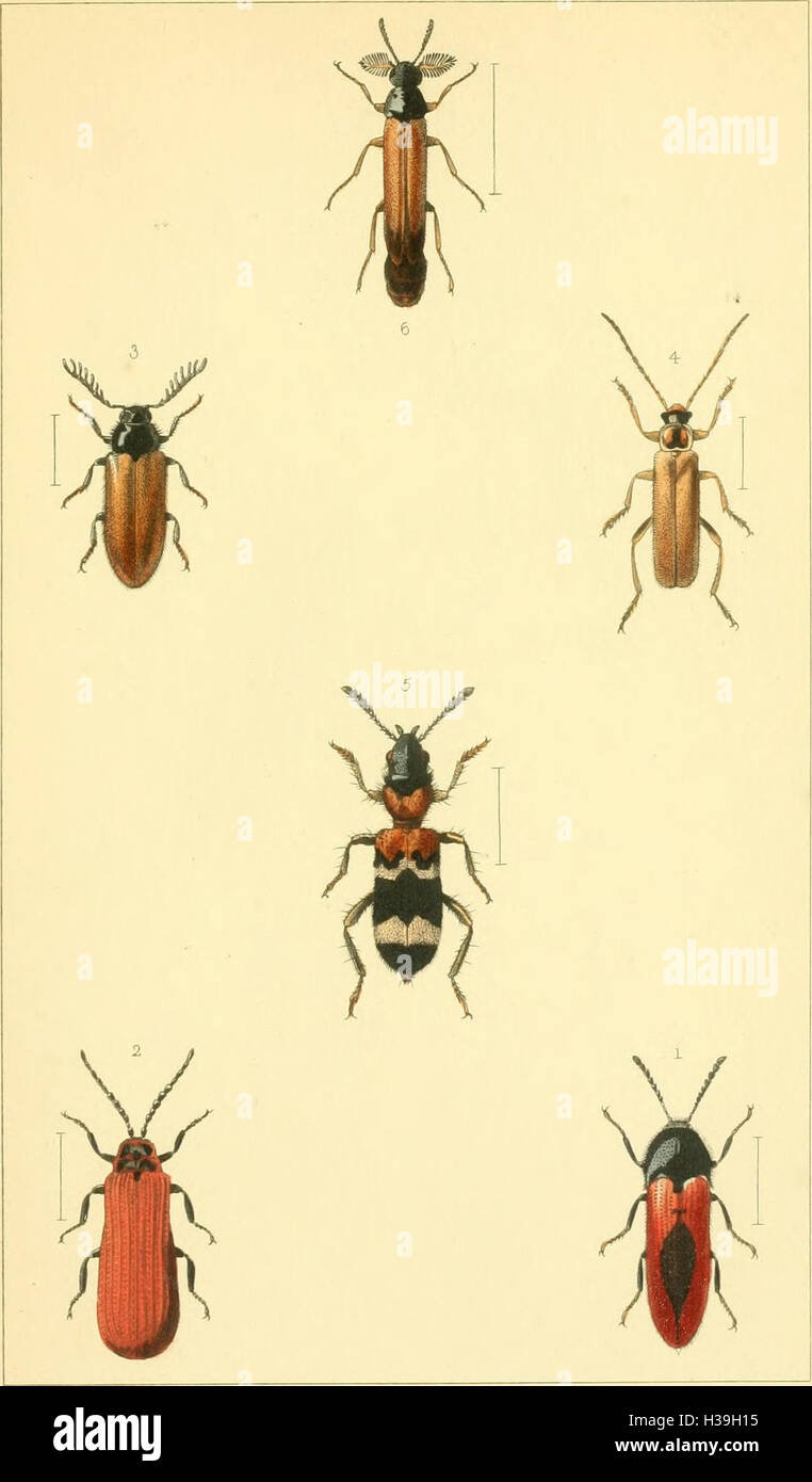 This page introduces the study of indigenous British beetles, focusing ...