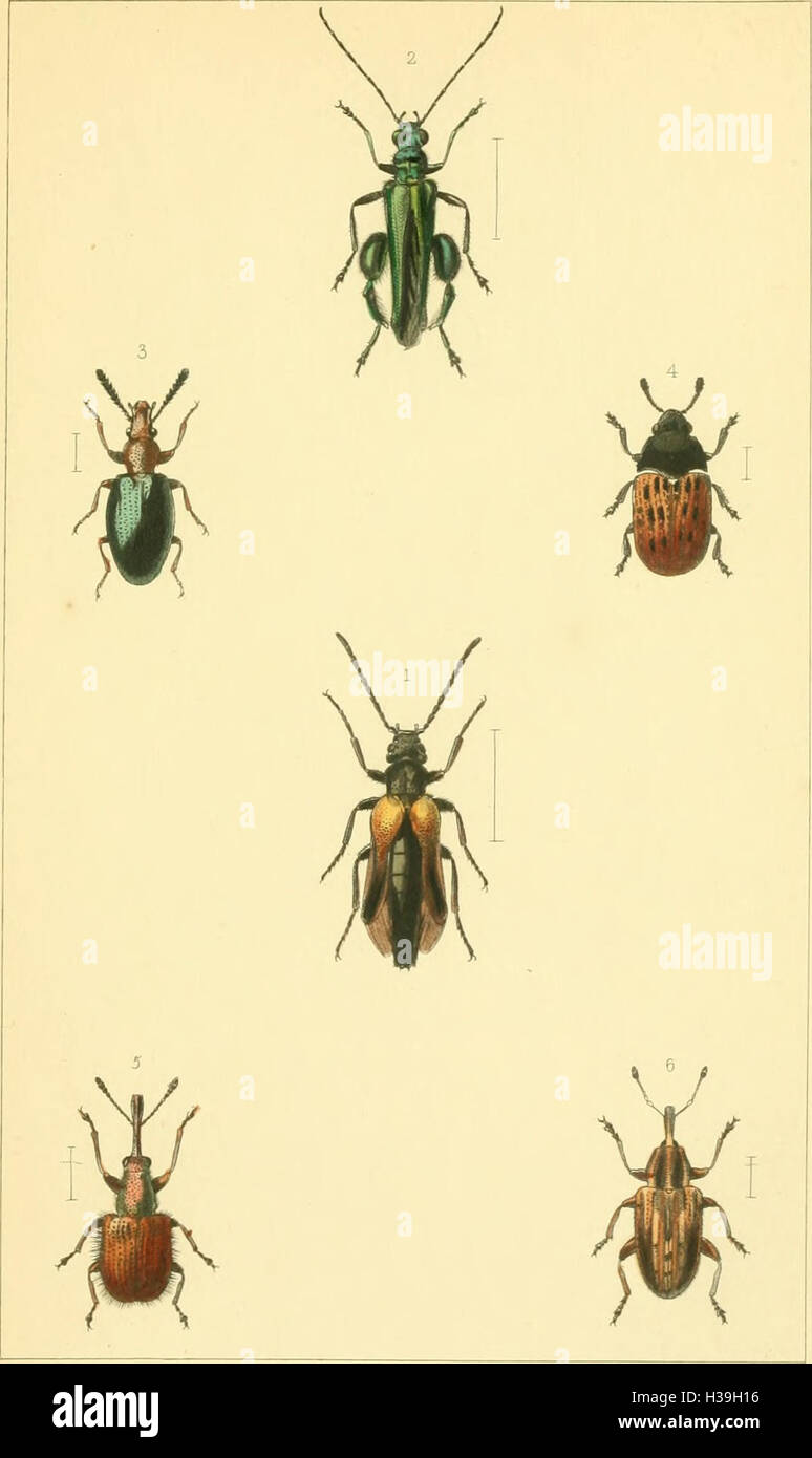 This introduction to British beetles covers the study of indigenous ...