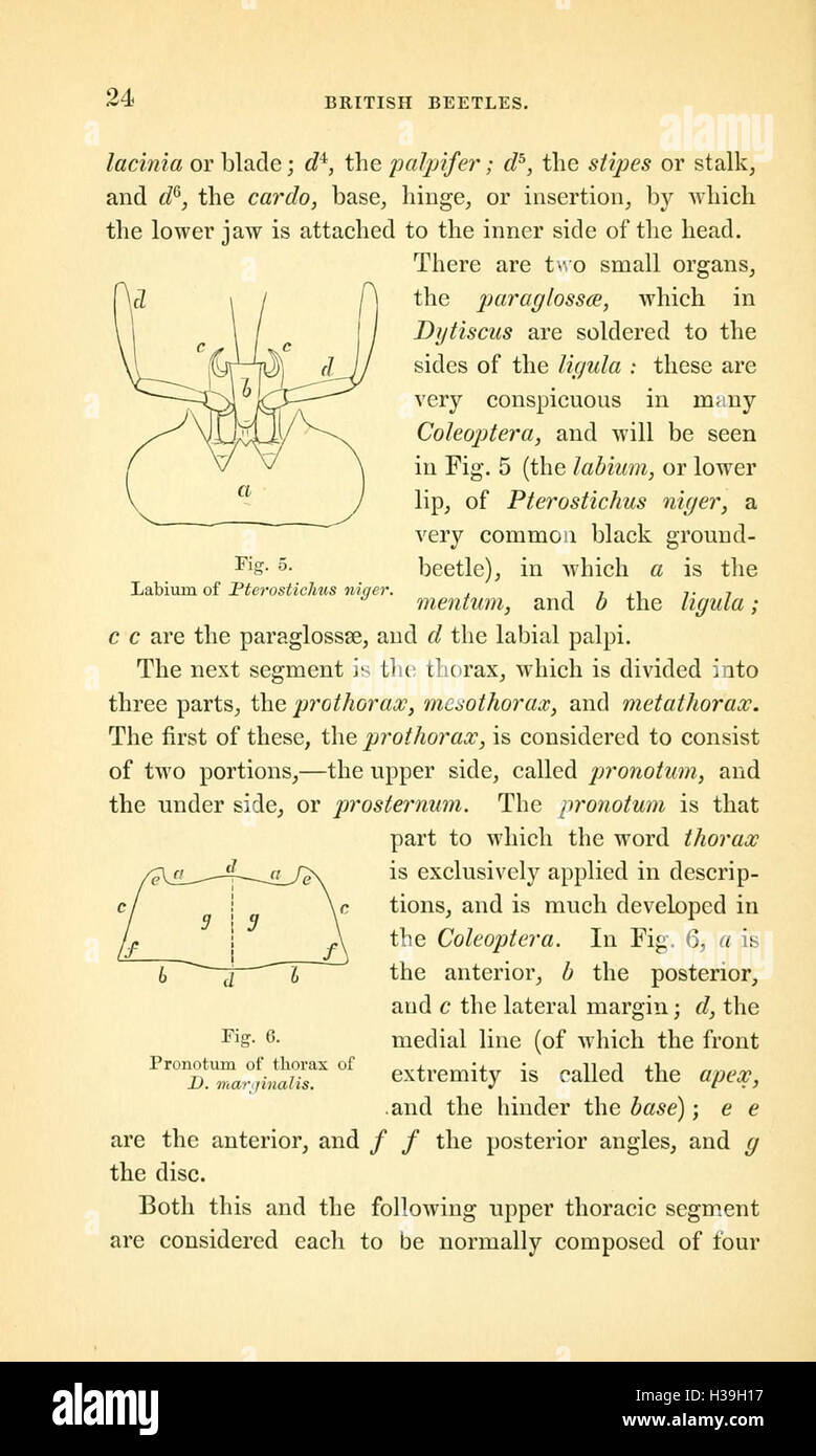 This introduction to British beetles provides an overview of native ...