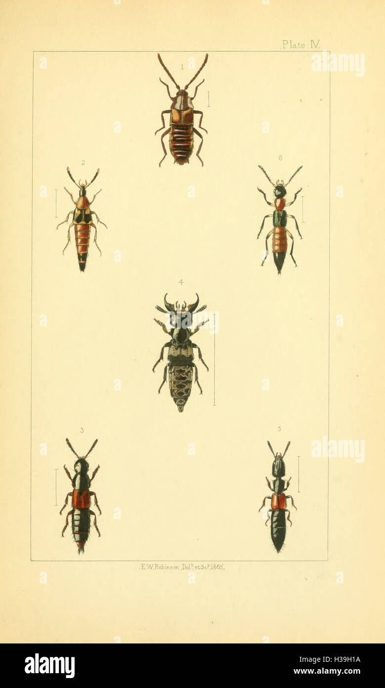 This work provides an introduction to the study of British beetles ...