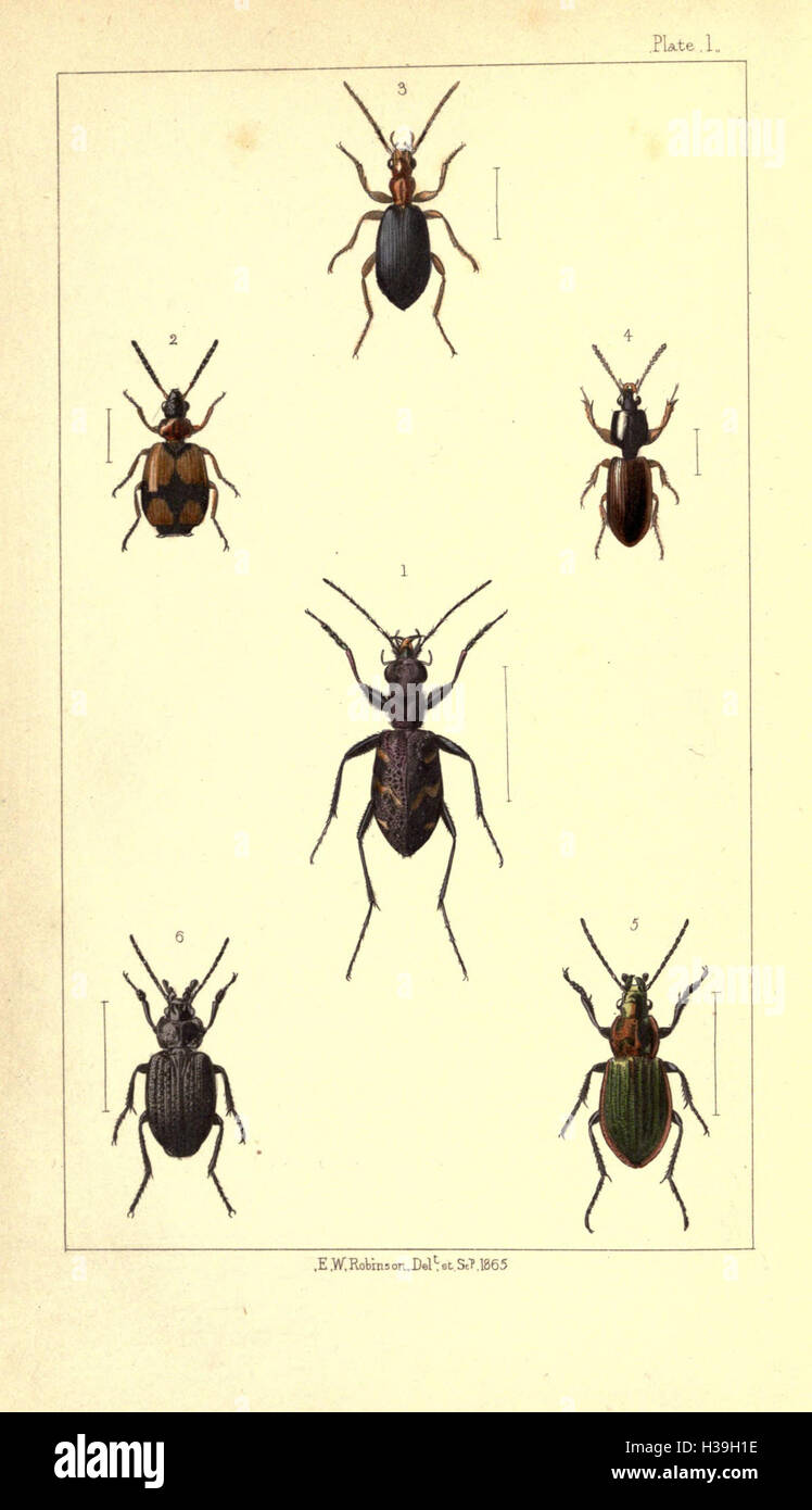 An extensive guide to the beetles of Britain, covering various species ...