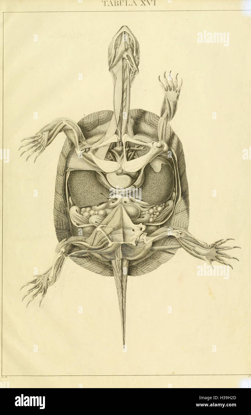 This anatomical illustration depicts the structure and features of the ...