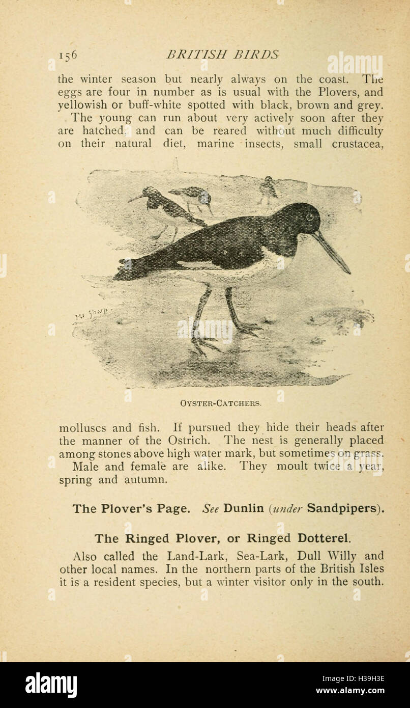 This work provides a guide to various British bird species suitable for ...