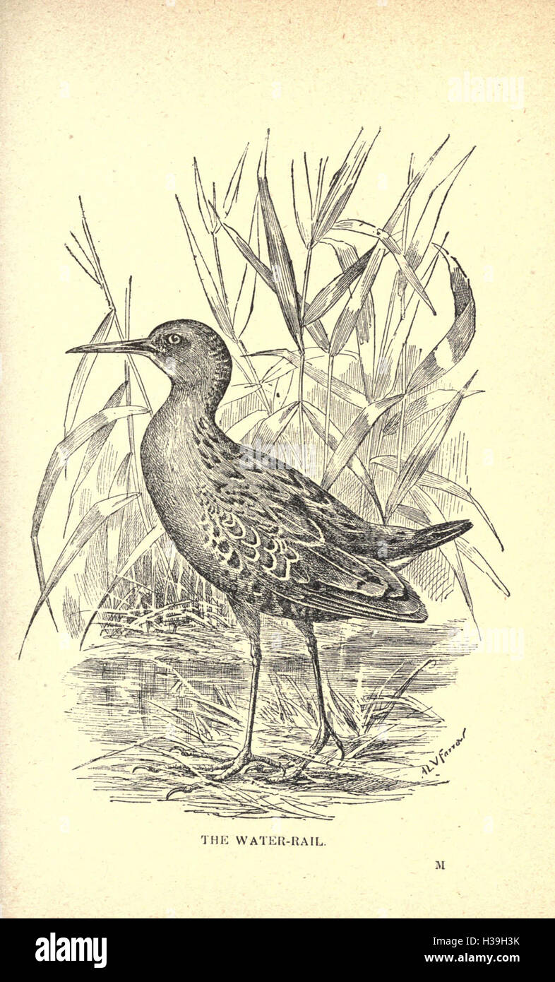 This text provides a guide to various British bird species that are ...