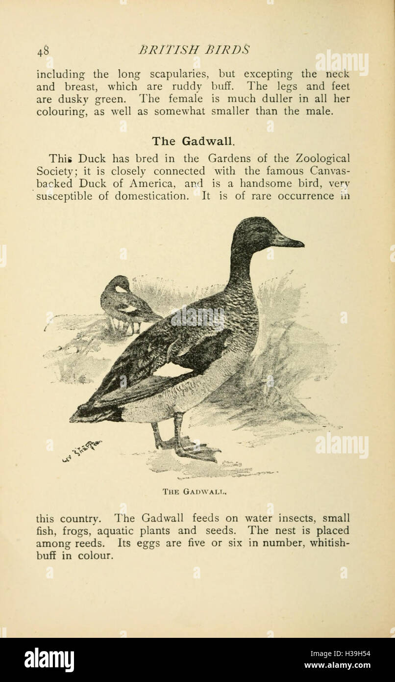 This guide covers popular British bird species suitable for keeping in ...