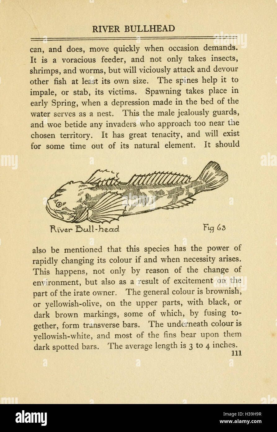 An informative guide on British reptiles, amphibians, and freshwater ...