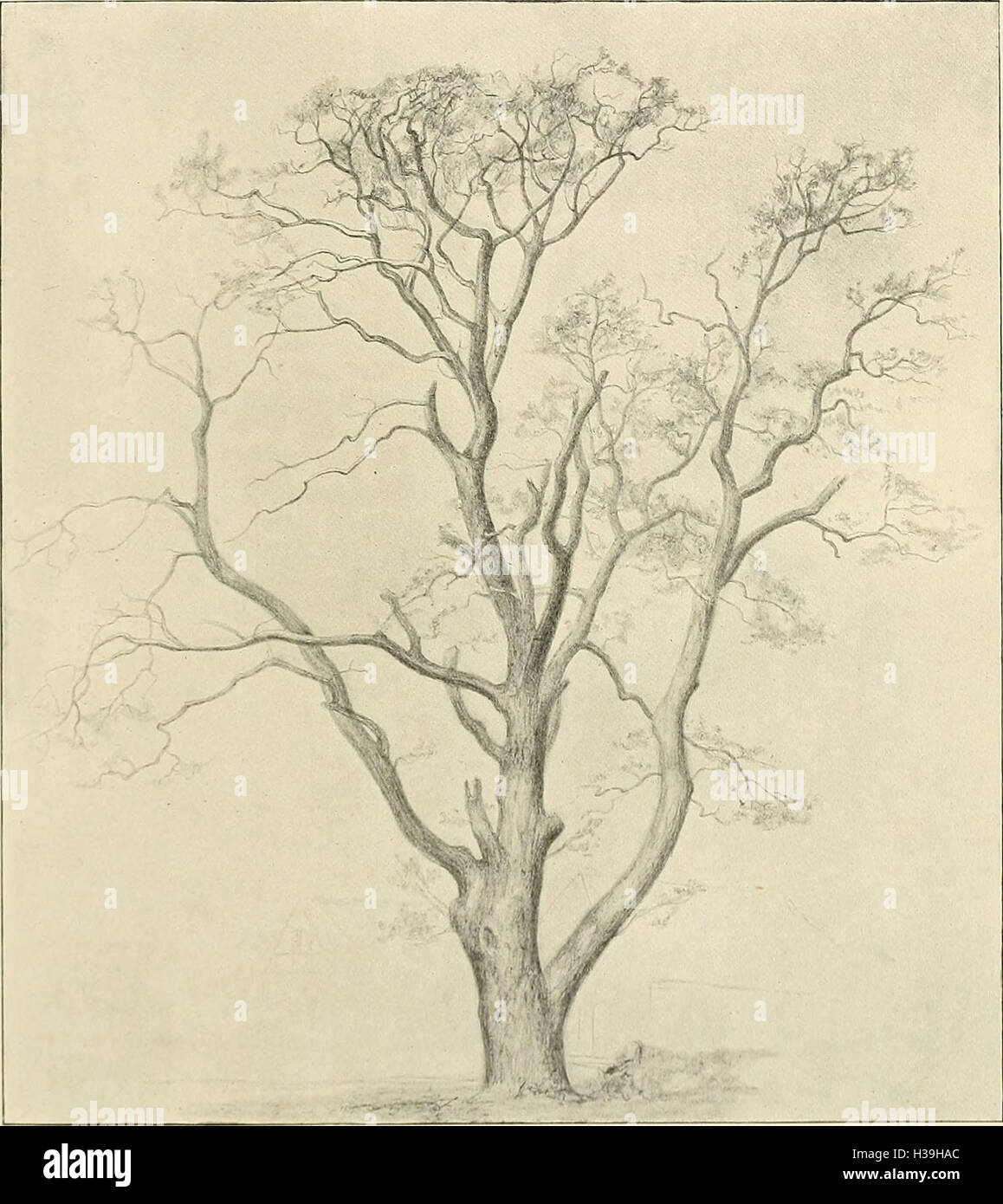British native trees hi-res stock photography and images - Alamy