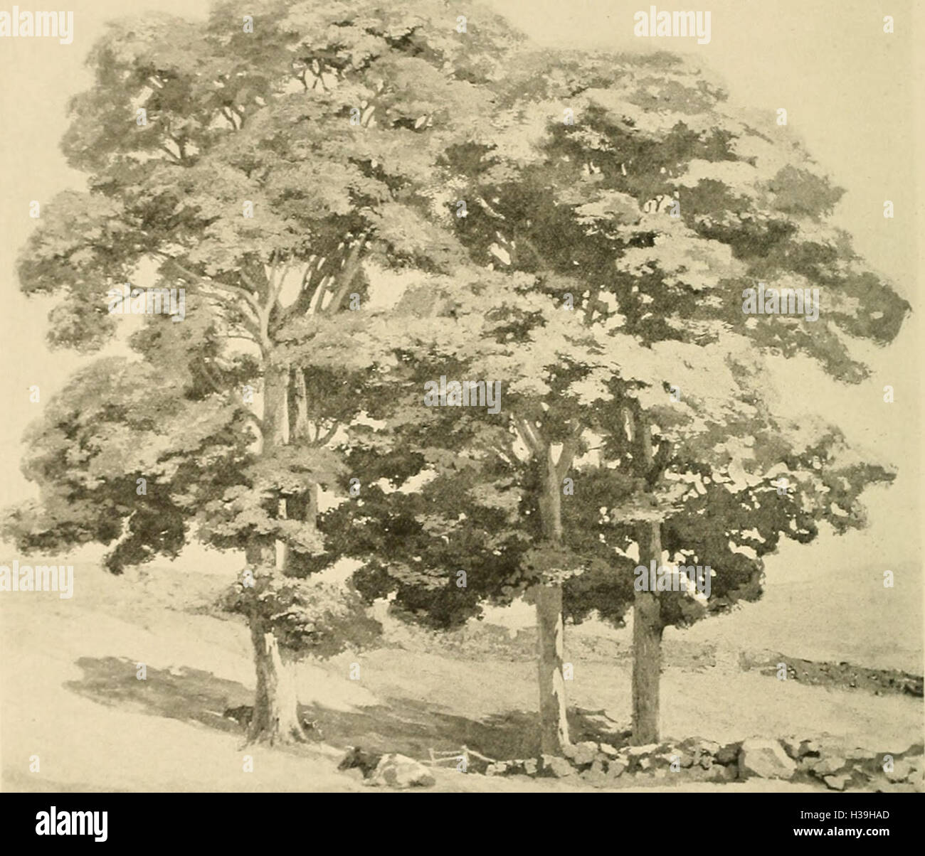 British trees (1907.) (1979803 Stock Photo - Alamy