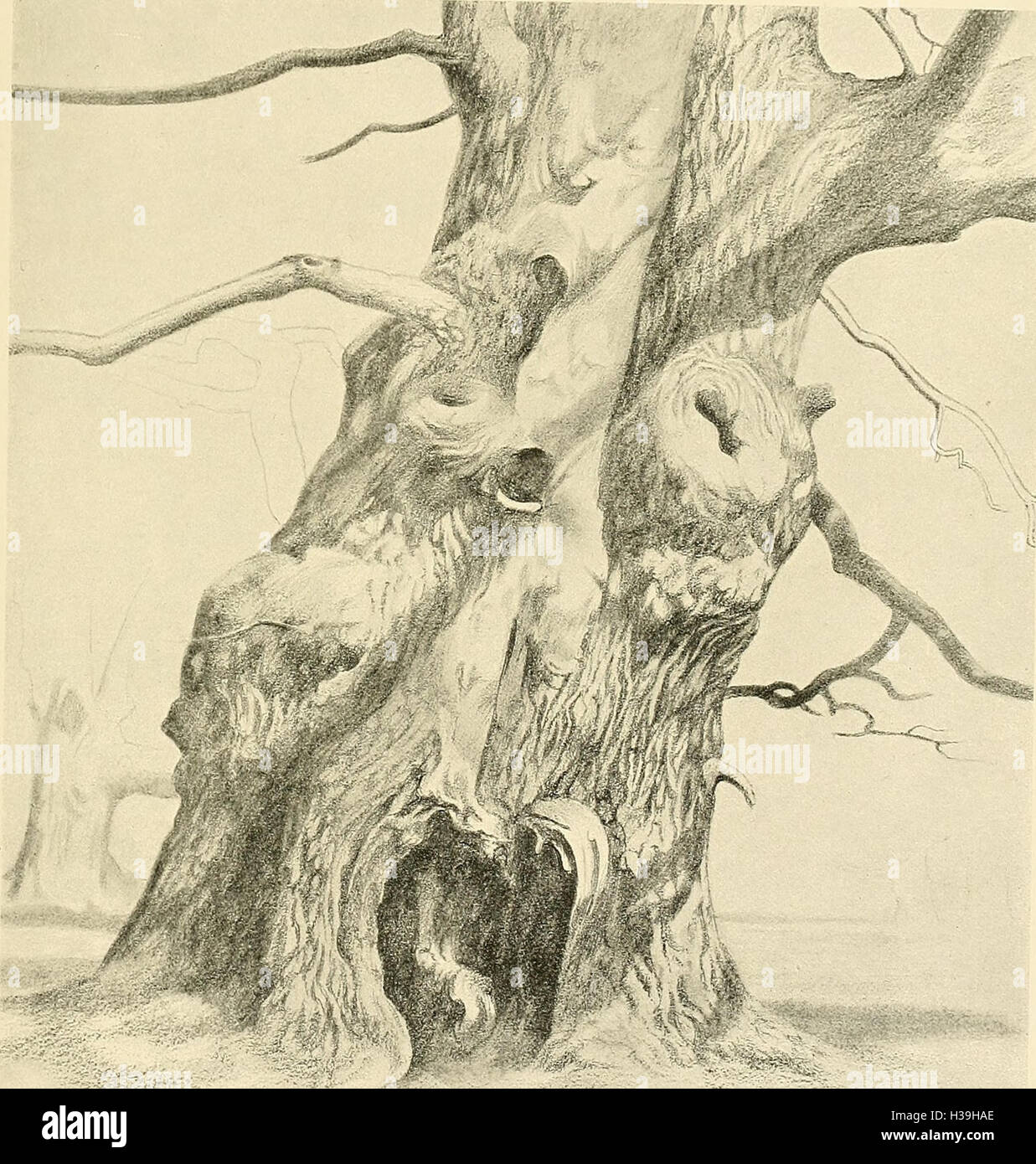 This work provides a detailed overview of the trees native to Britain ...