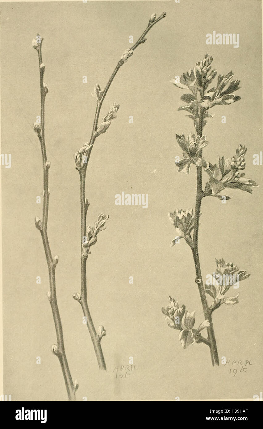 This work provides a comprehensive guide to the identification and ...