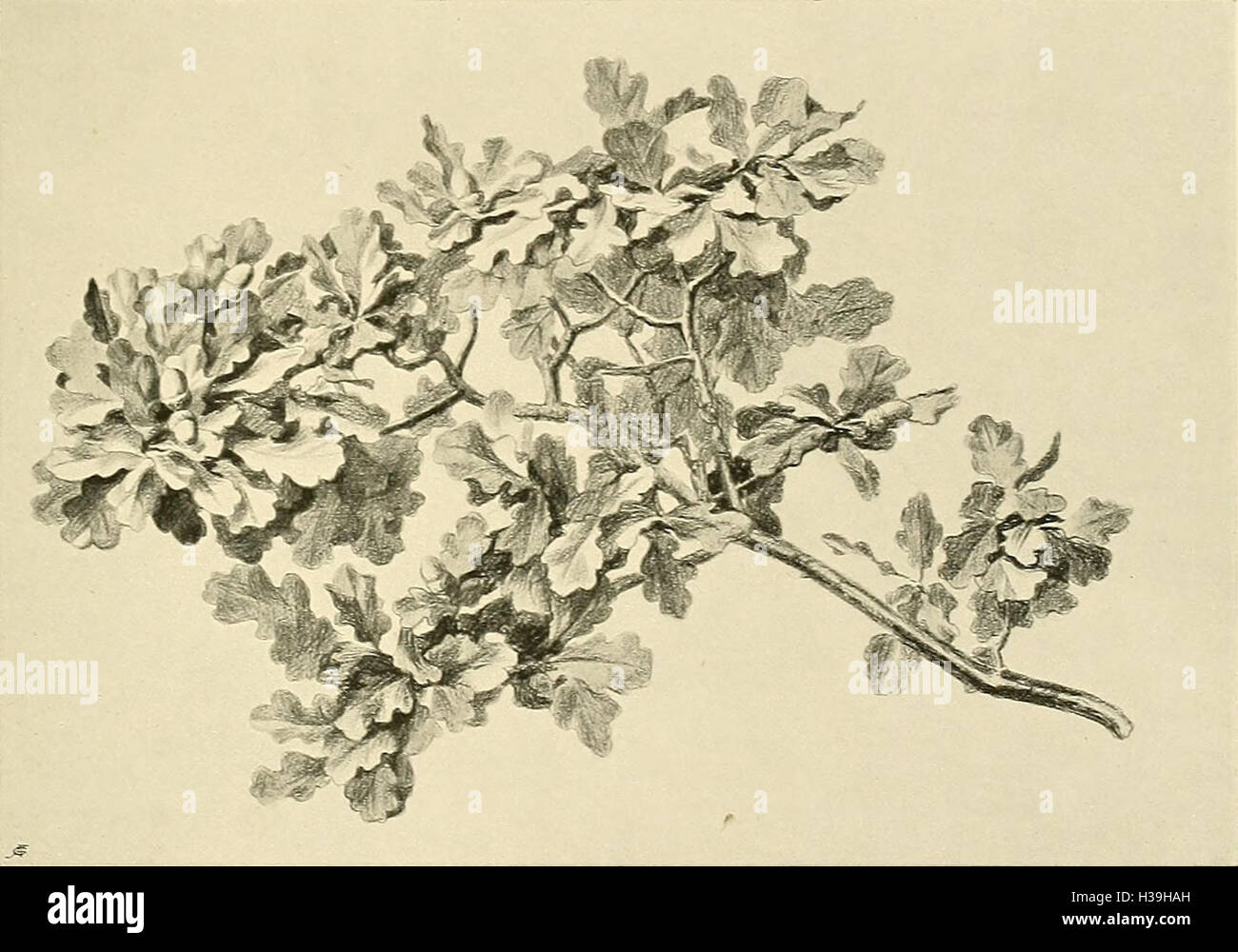 This book provides detailed descriptions and illustrations of British ...