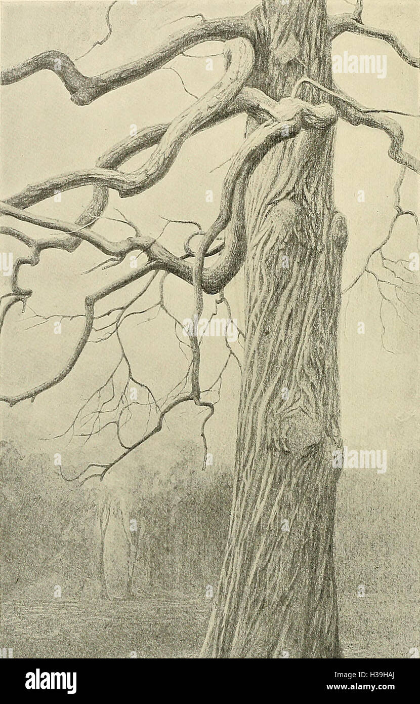 British trees (1907.) (2039285 Stock Photo - Alamy