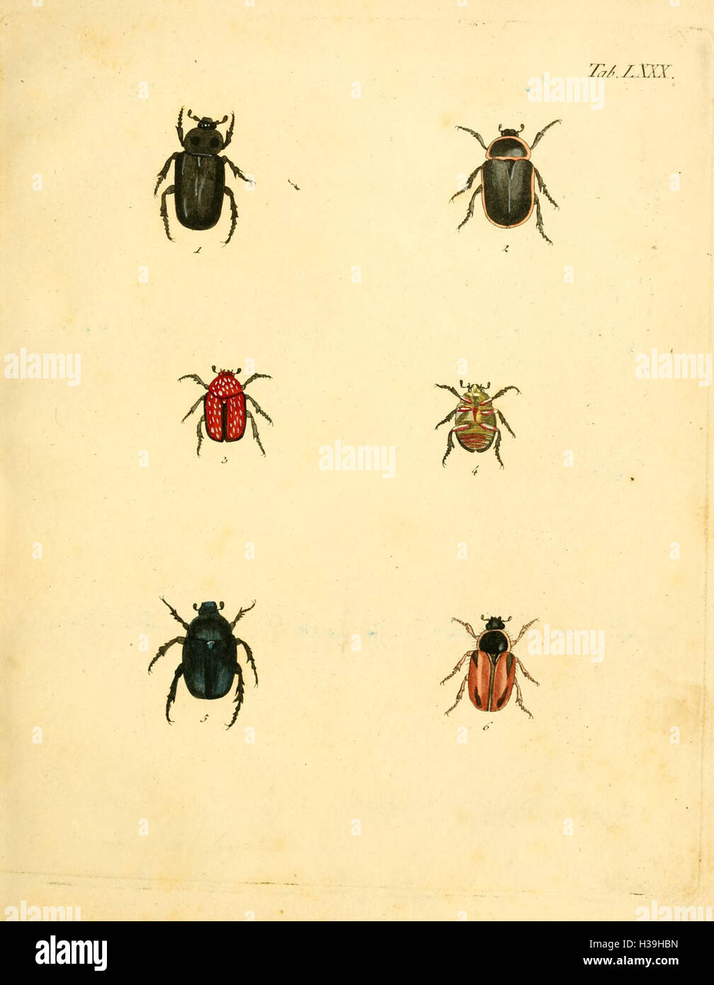 Illustrations from Karl Illiger’s translation of Olivier’s Entomology ...