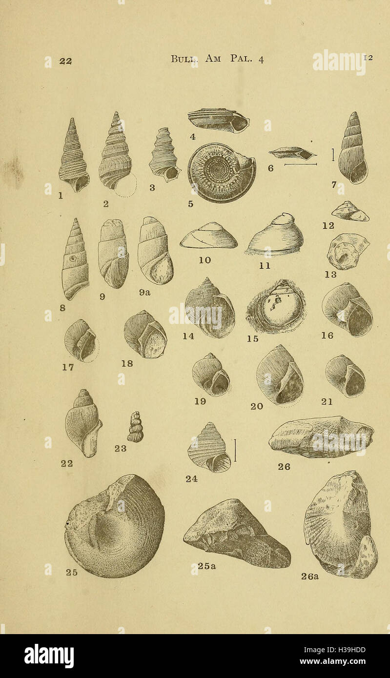This publication features plate 12 from the Bulletins of American ...