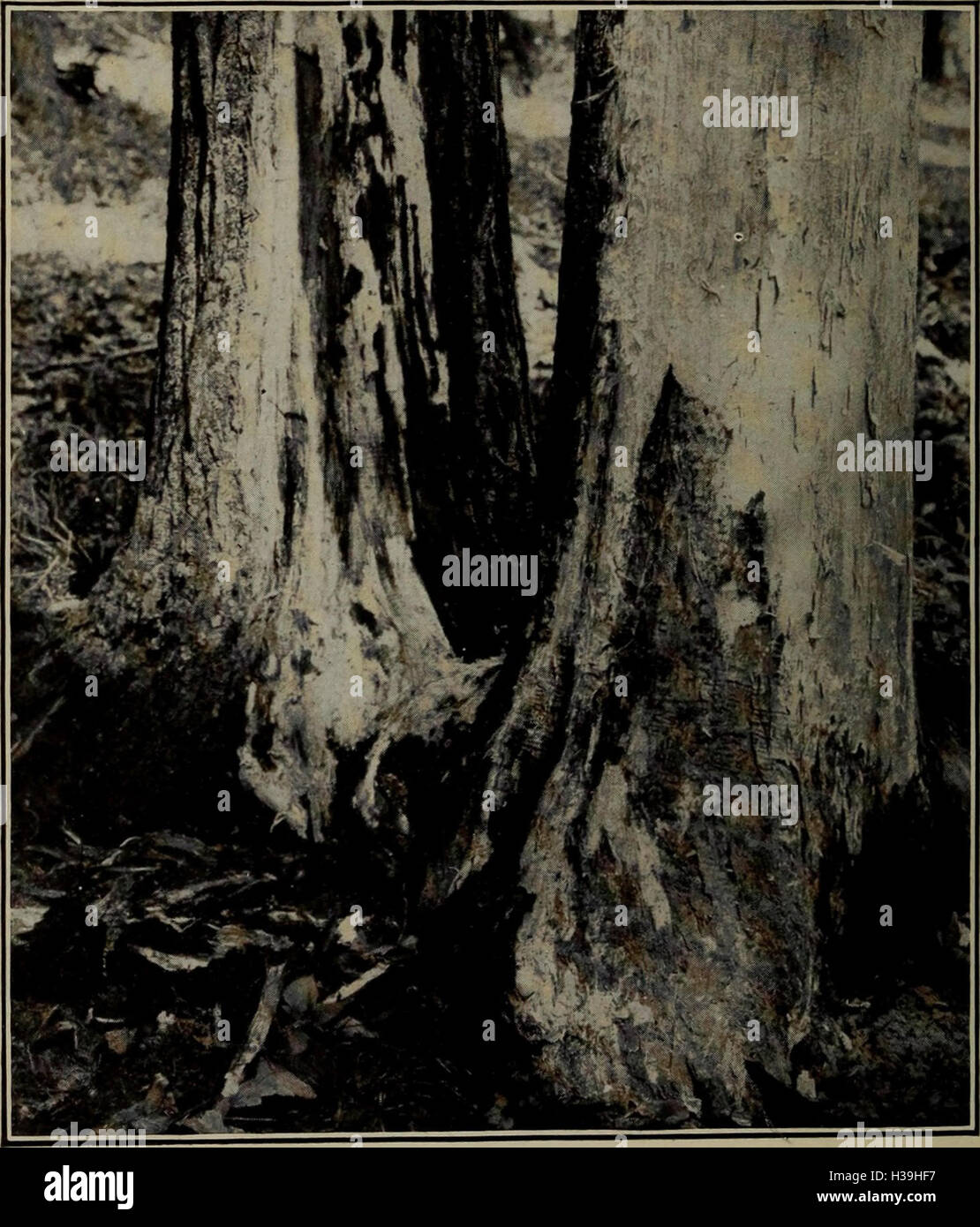 The bulletins from the U.S. Department of Agriculture's series on ...