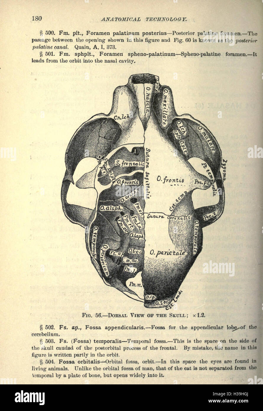This text explores the application of anatomical technology in studying ...