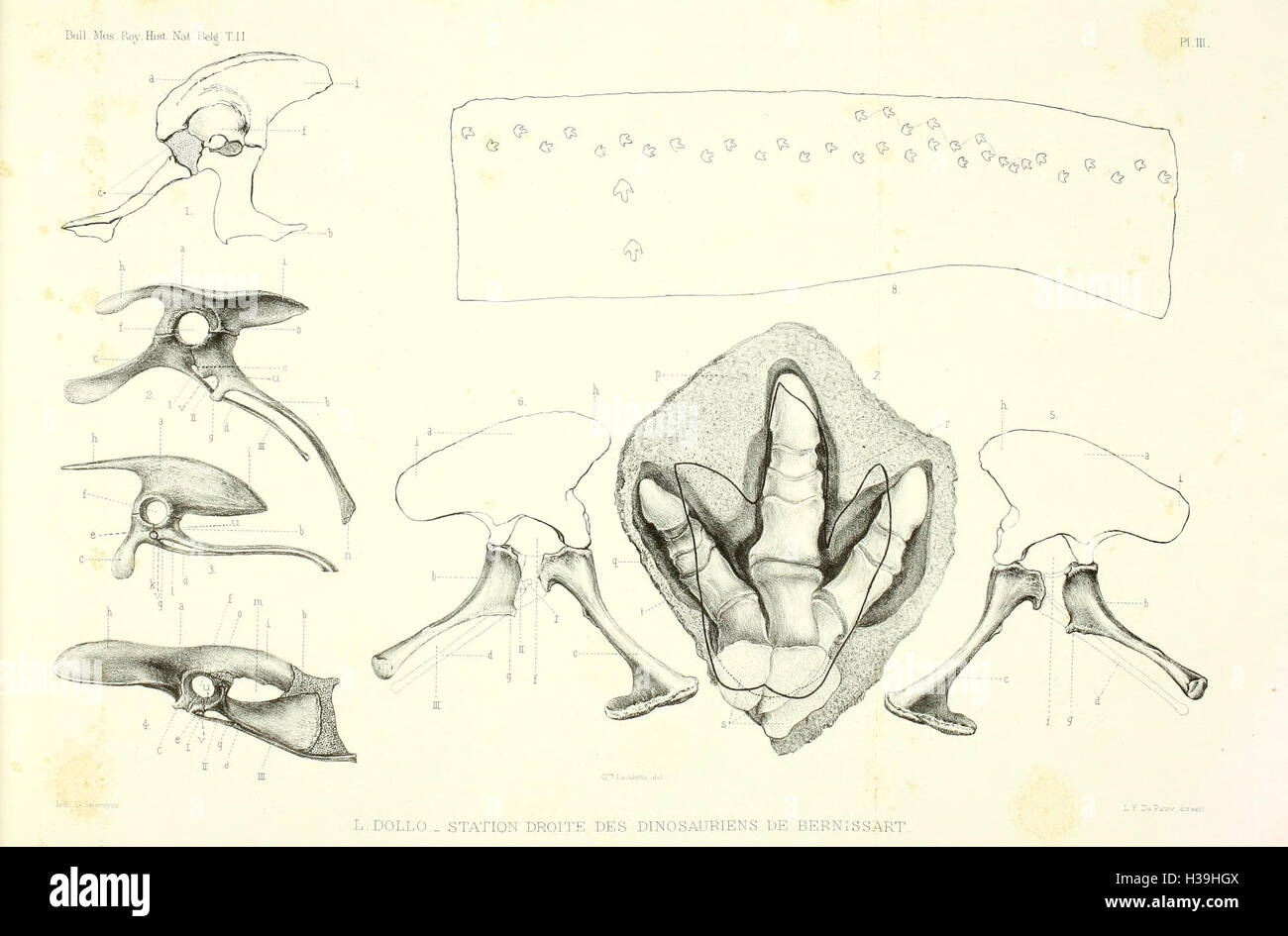 This bulletin publishes research findings on natural history, focusing ...