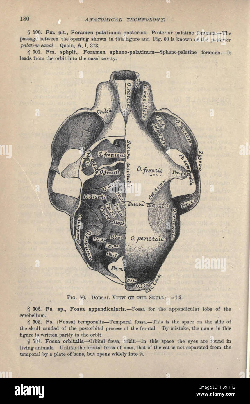 This text explores the anatomical structure of the domestic cat ...
