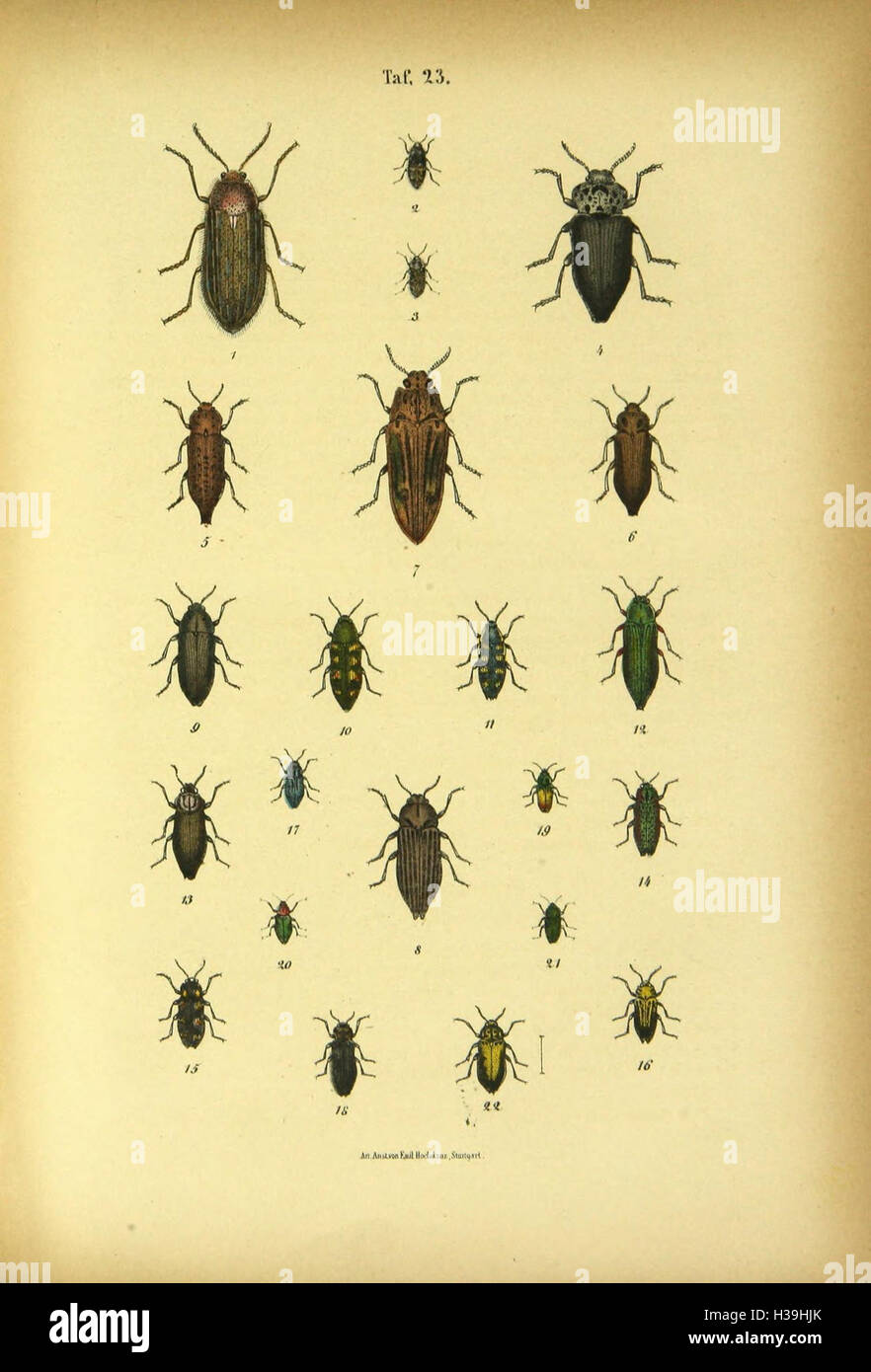 This entomological text by C.G. Calwer features a detailed illustration ...