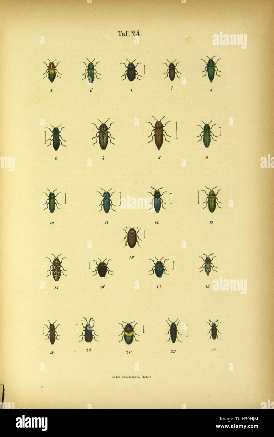 Detailed drawings of various beetle species hi-res stock photography ...