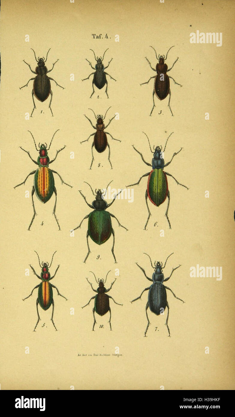A detailed study of beetles, including illustrations and ...