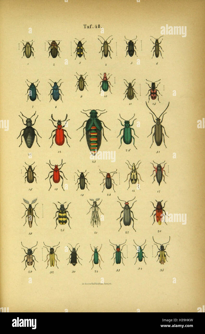 This work provides detailed illustrations and descriptions of beetle ...