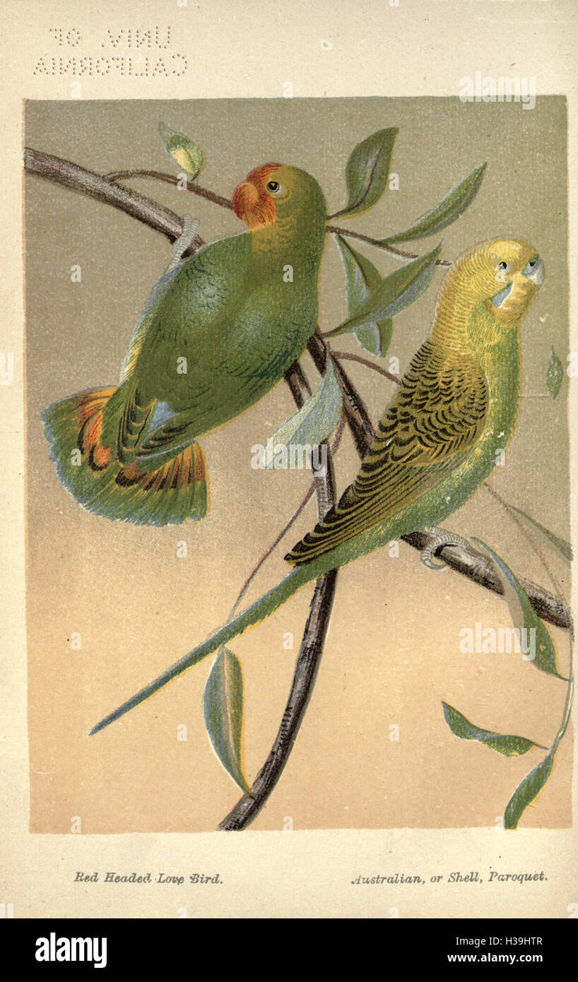 This work covers the care, breeding, and characteristics of canaries ...