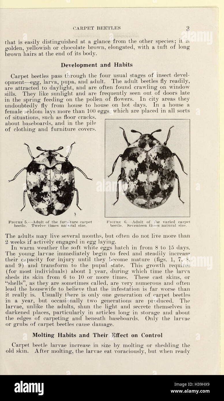 This section provides an overview of carpet beetles, their life cycle ...