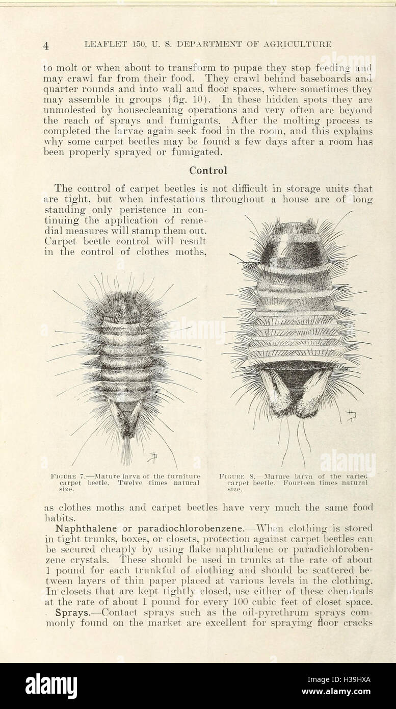 Detailed description of beetles hi-res stock photography and images - Alamy