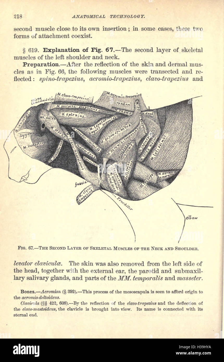 A study of anatomical techniques used to understand the structure and ...