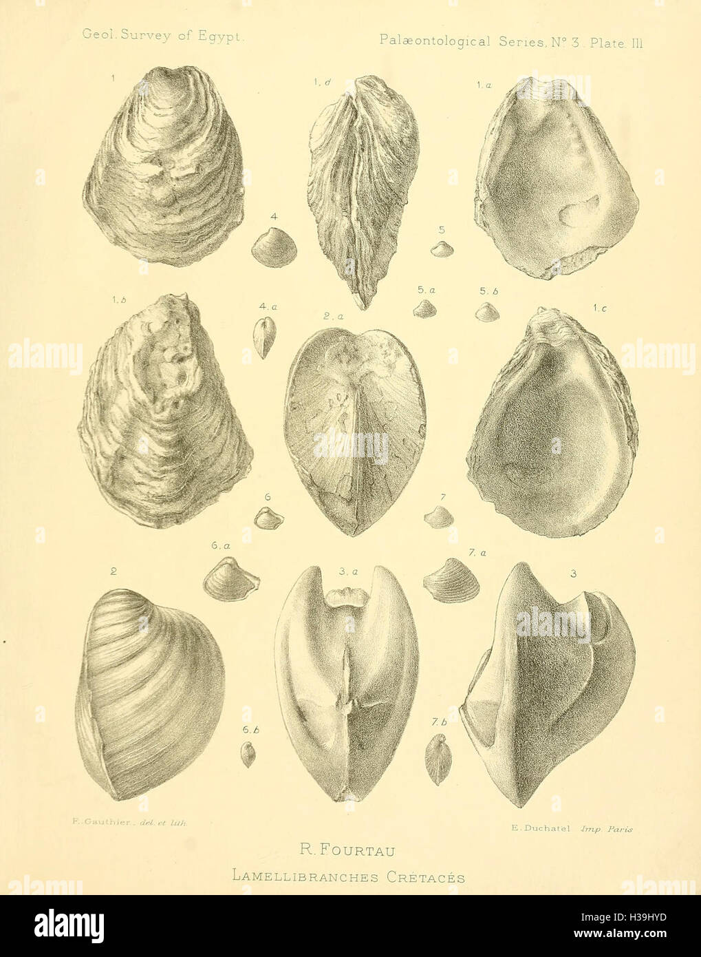 Paleontological taxonomy hi-res stock photography and images - Alamy