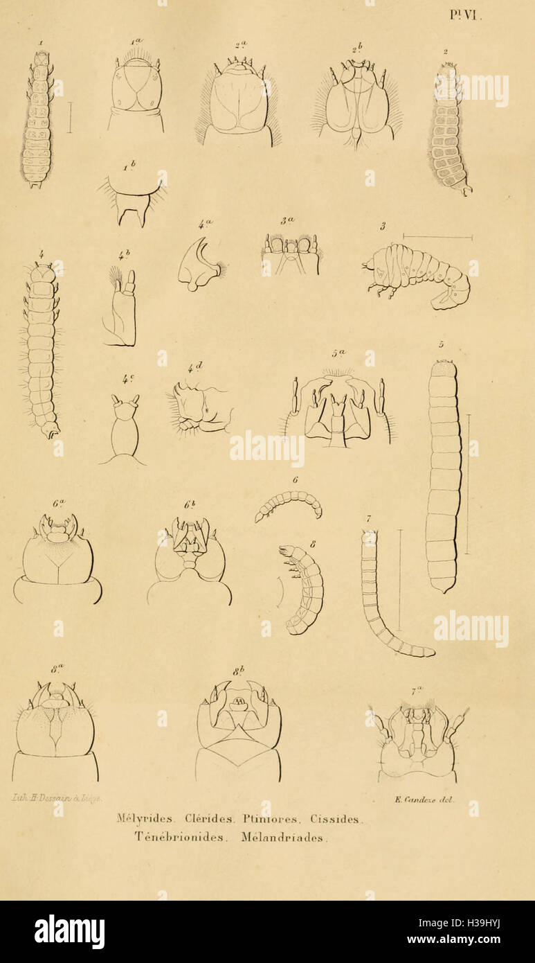 This catalog provides a detailed listing of the known larvae of ...