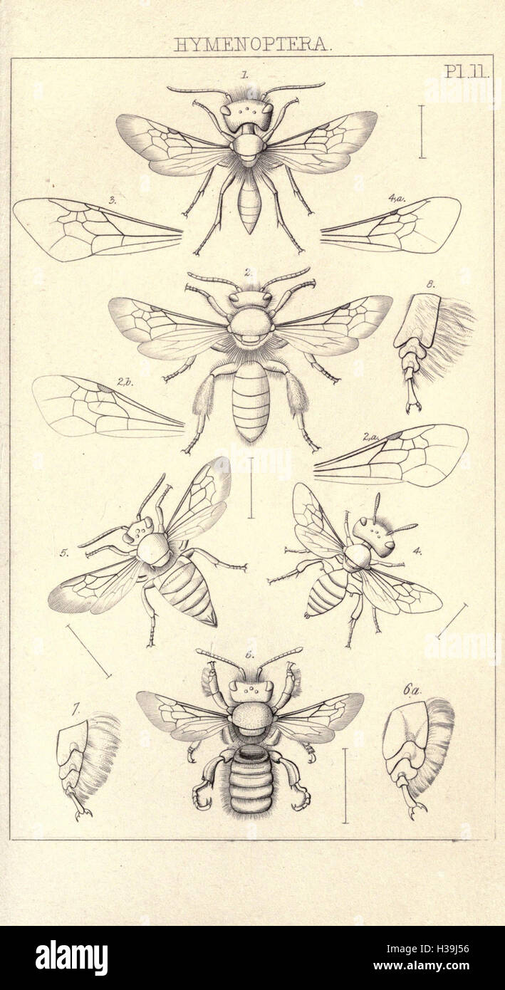 This catalogue provides a detailed record of the British Hymenoptera ...