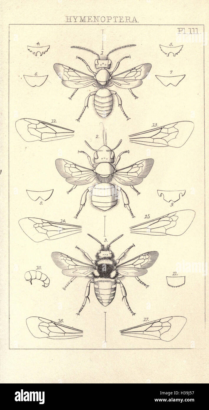 This catalog details the British Hymenoptera collection housed in the ...