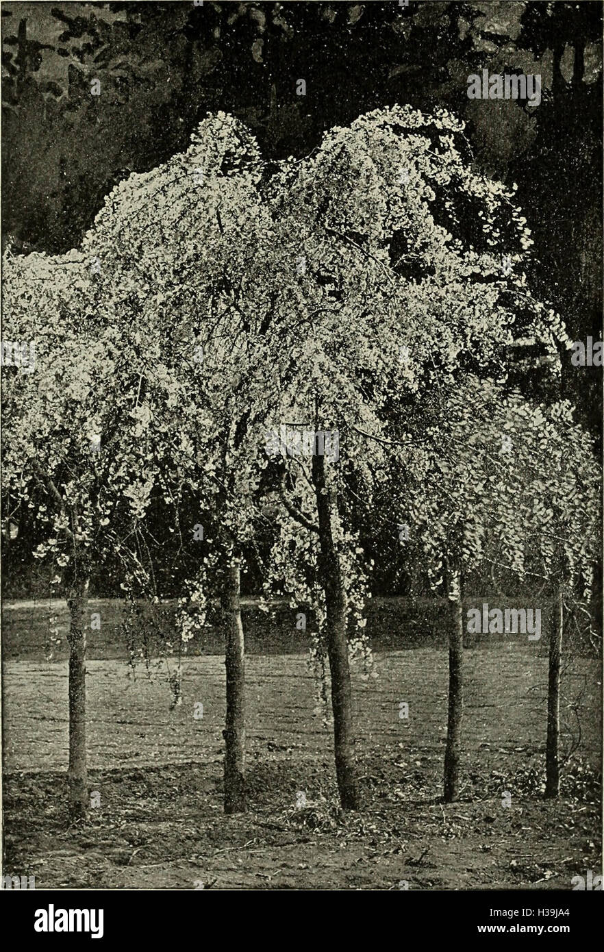This catalogue provides detailed information on various trees, shrubs ...