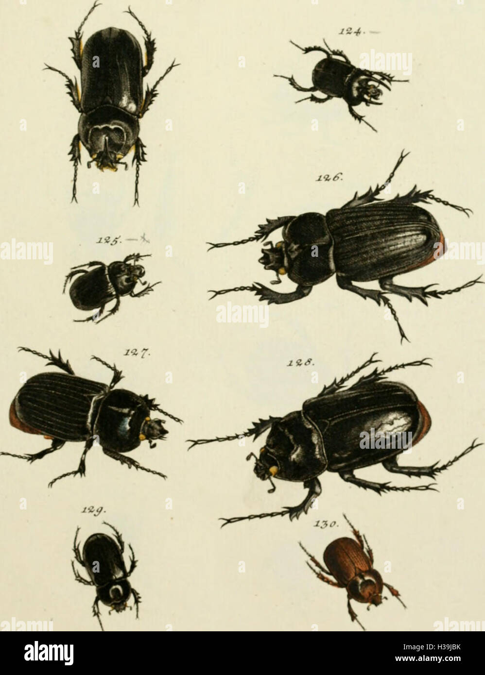 This 1806 catalog systematically lists beetle species, categorizing ...