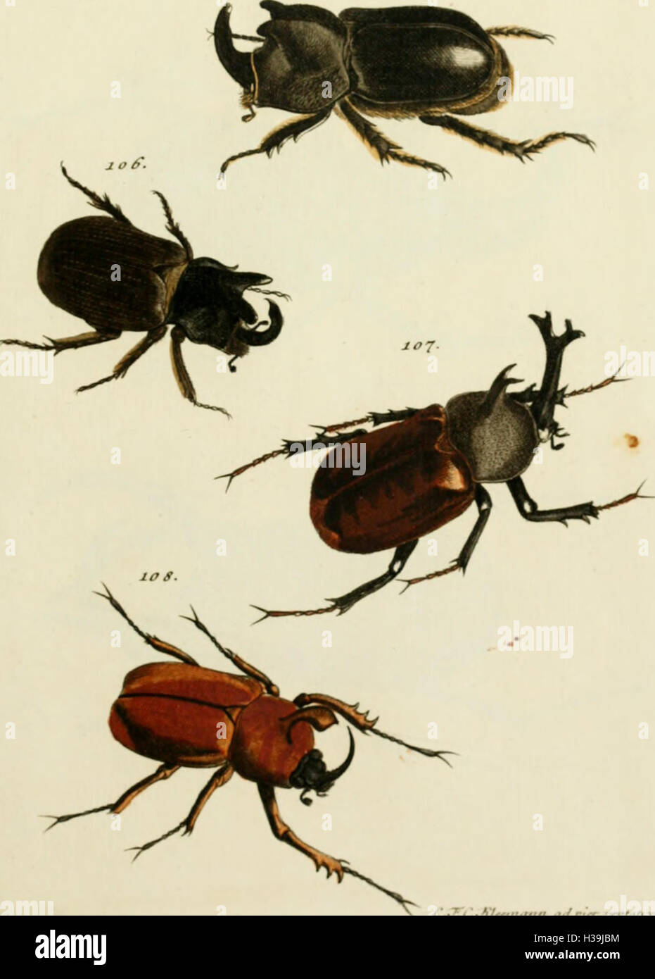 This catalog provides a systematic listing of beetles (Coleoptera ...