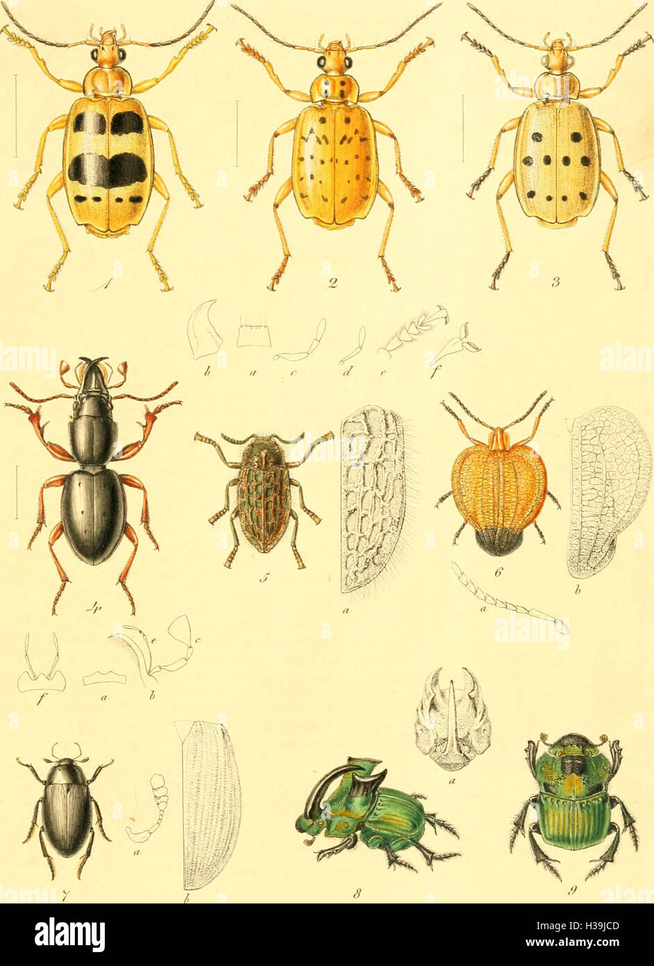 This catalog provides a comprehensive listing of beetles from a ...