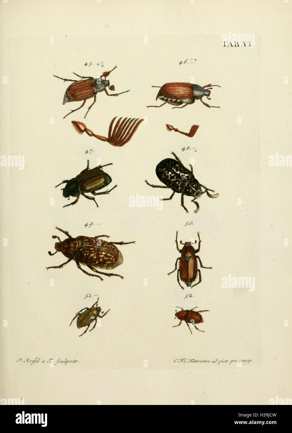 This catalog provides a systematic classification of beetles, detailing ...
