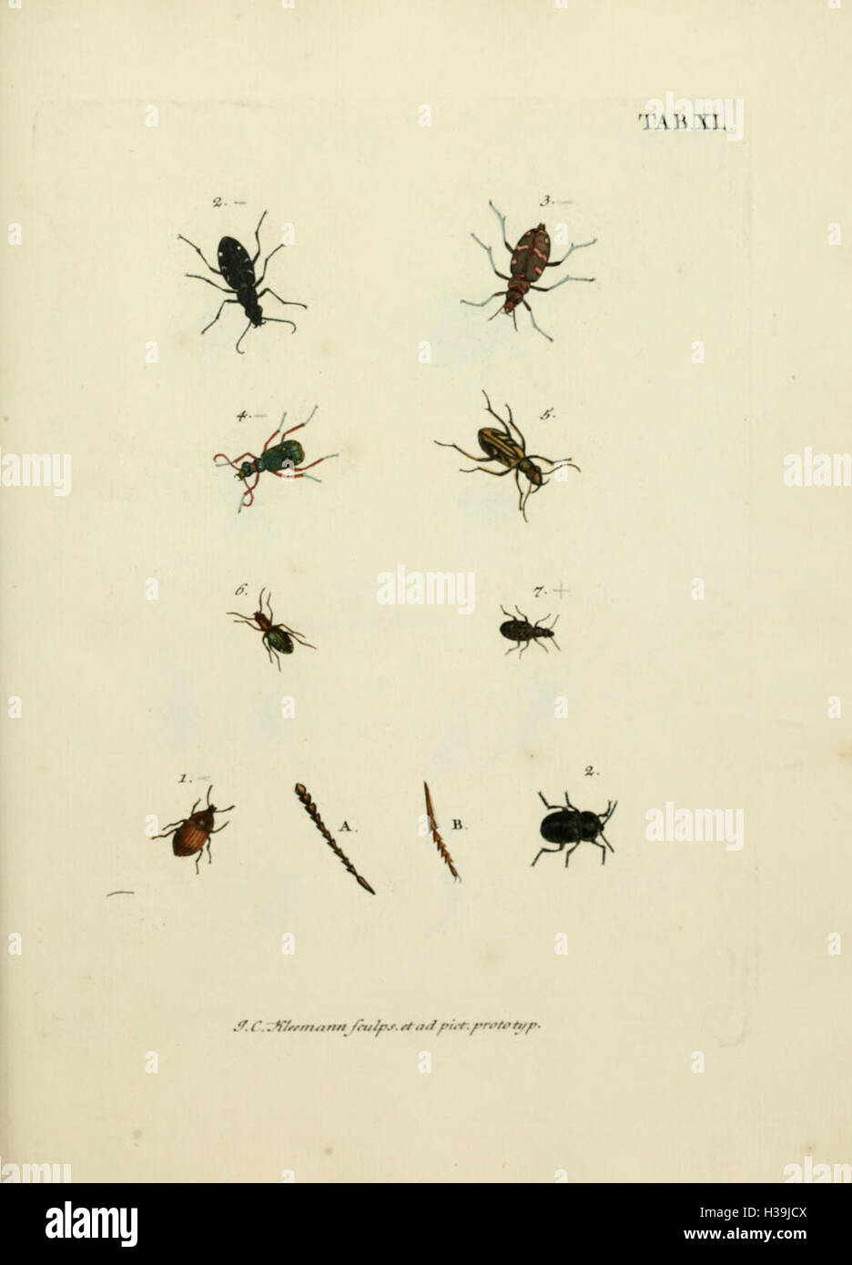 This work provides a systematic catalog of beetle species, offering ...